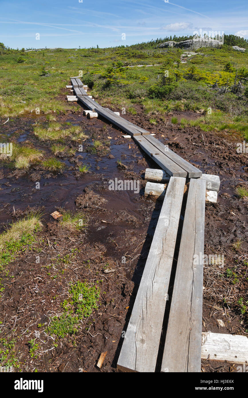 Appalachian Trail - Alpine/subalpine bog on the summit of Mount Success ...