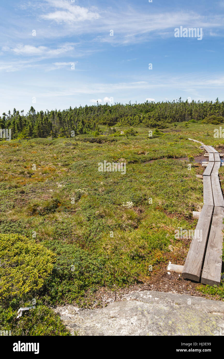 Alpine subalpine bog system hi-res stock photography and images - Alamy