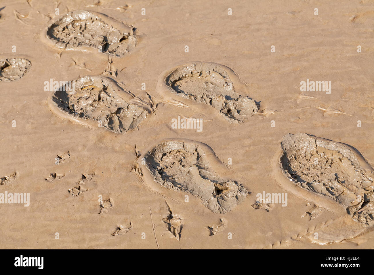 footprints in the mud after rain, note shallow depth of field Stock ...