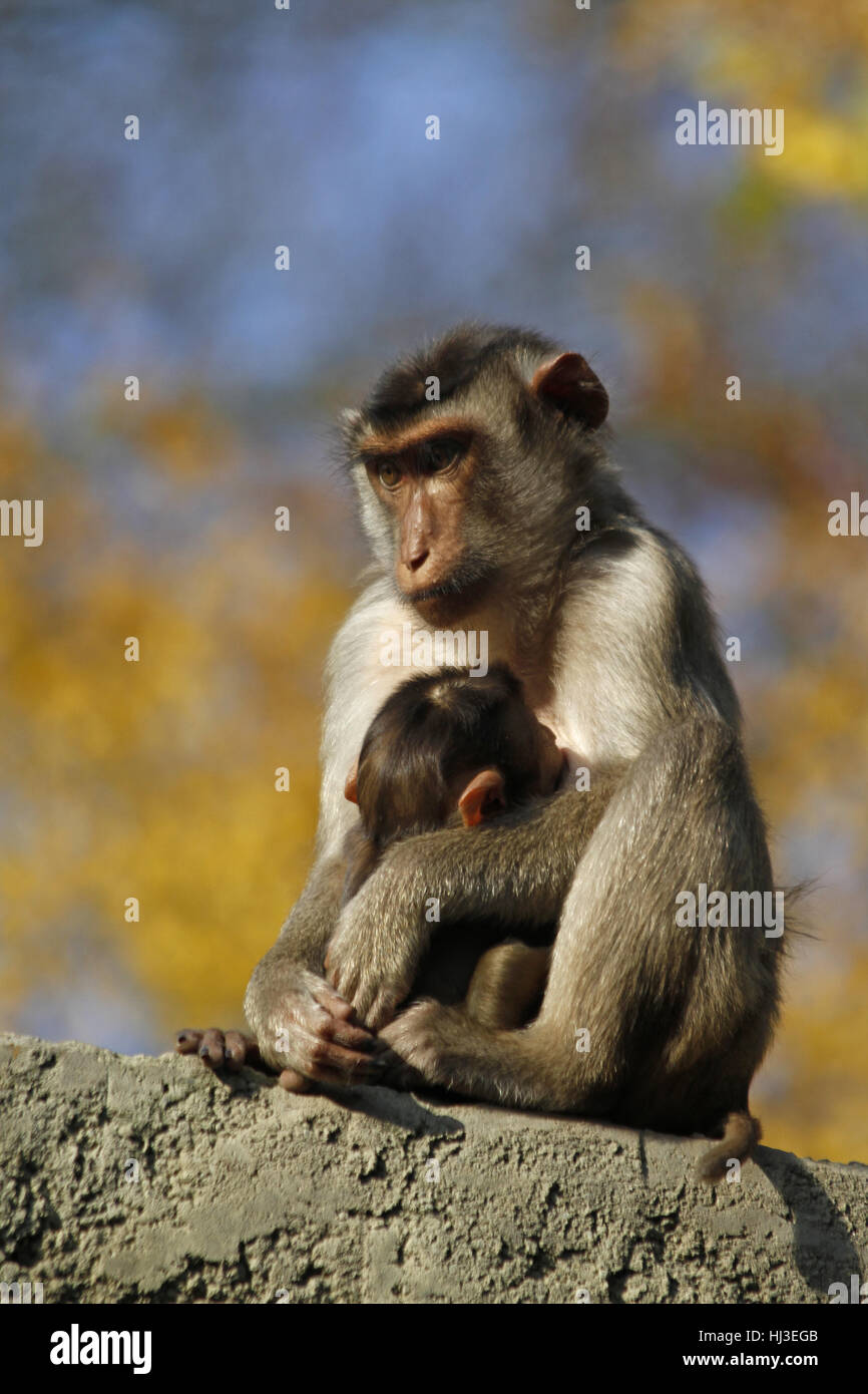 pig monkey mother with baby Stock Photo - Alamy