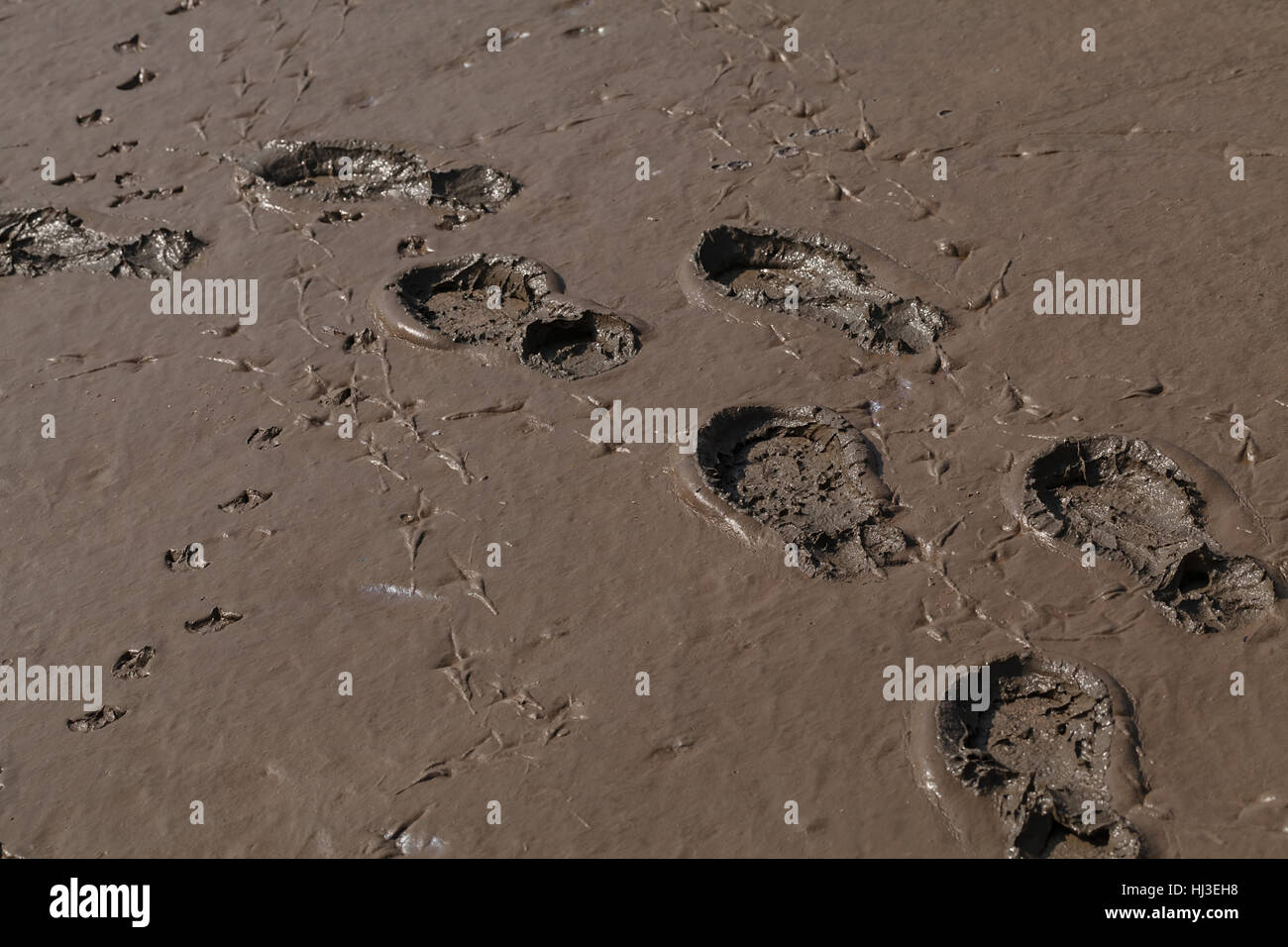 footprints in the mud after rain, note shallow depth of field Stock ...