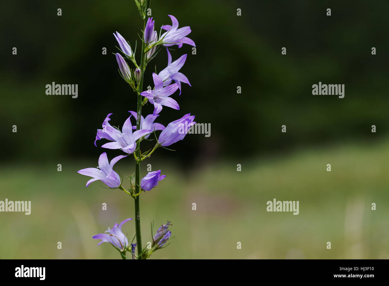 kind of purple bells in nature on the blur green background, note ...
