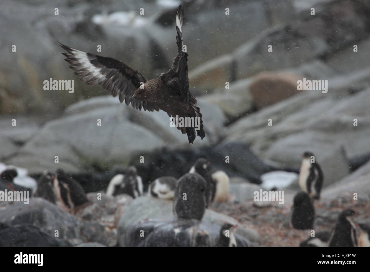 flight, antarctic, south pole, jaeger, fly, flies, flys, flying ...