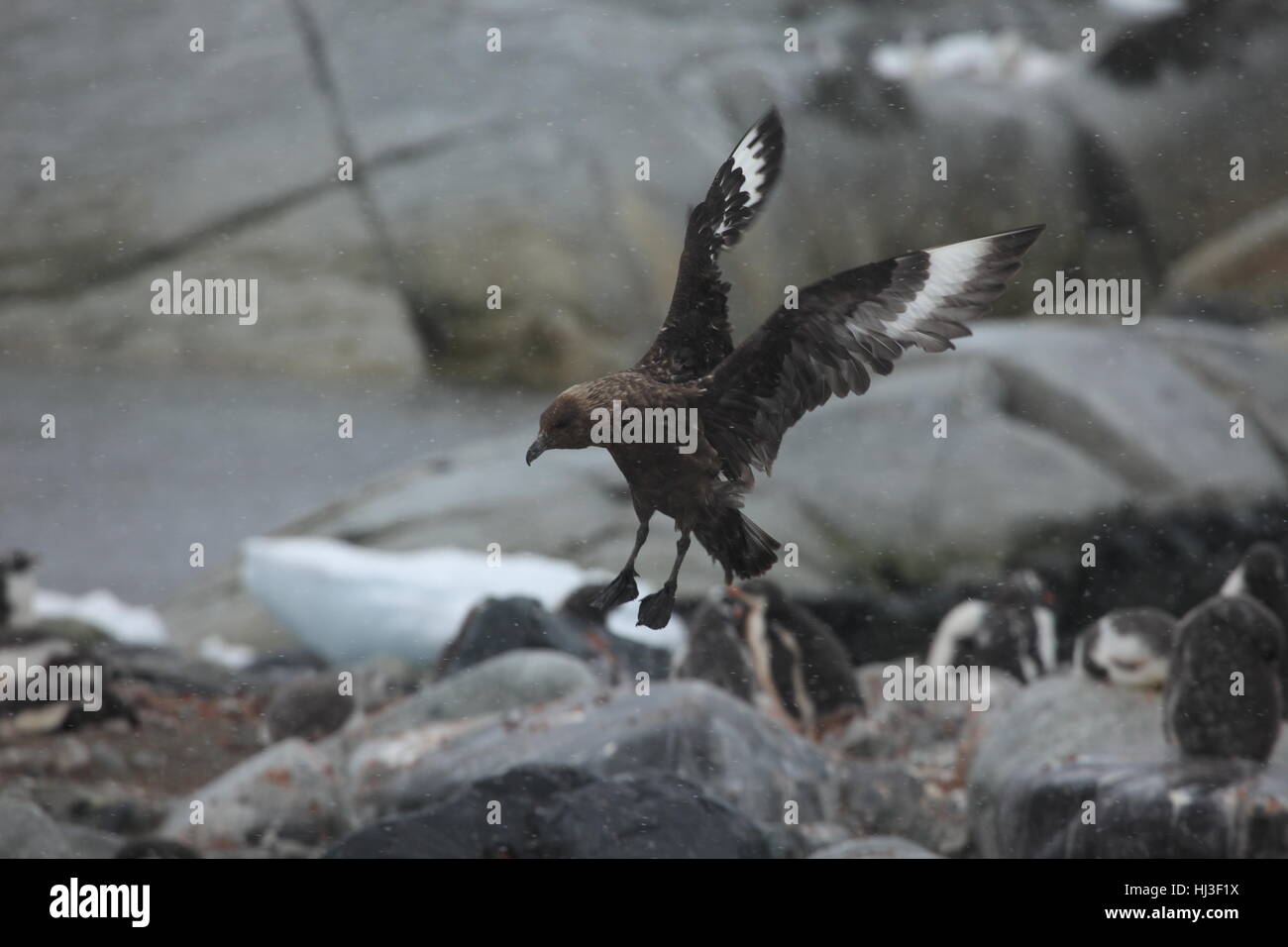 flight, antarctic, south pole, jaeger, fly, flies, flys, flying ...