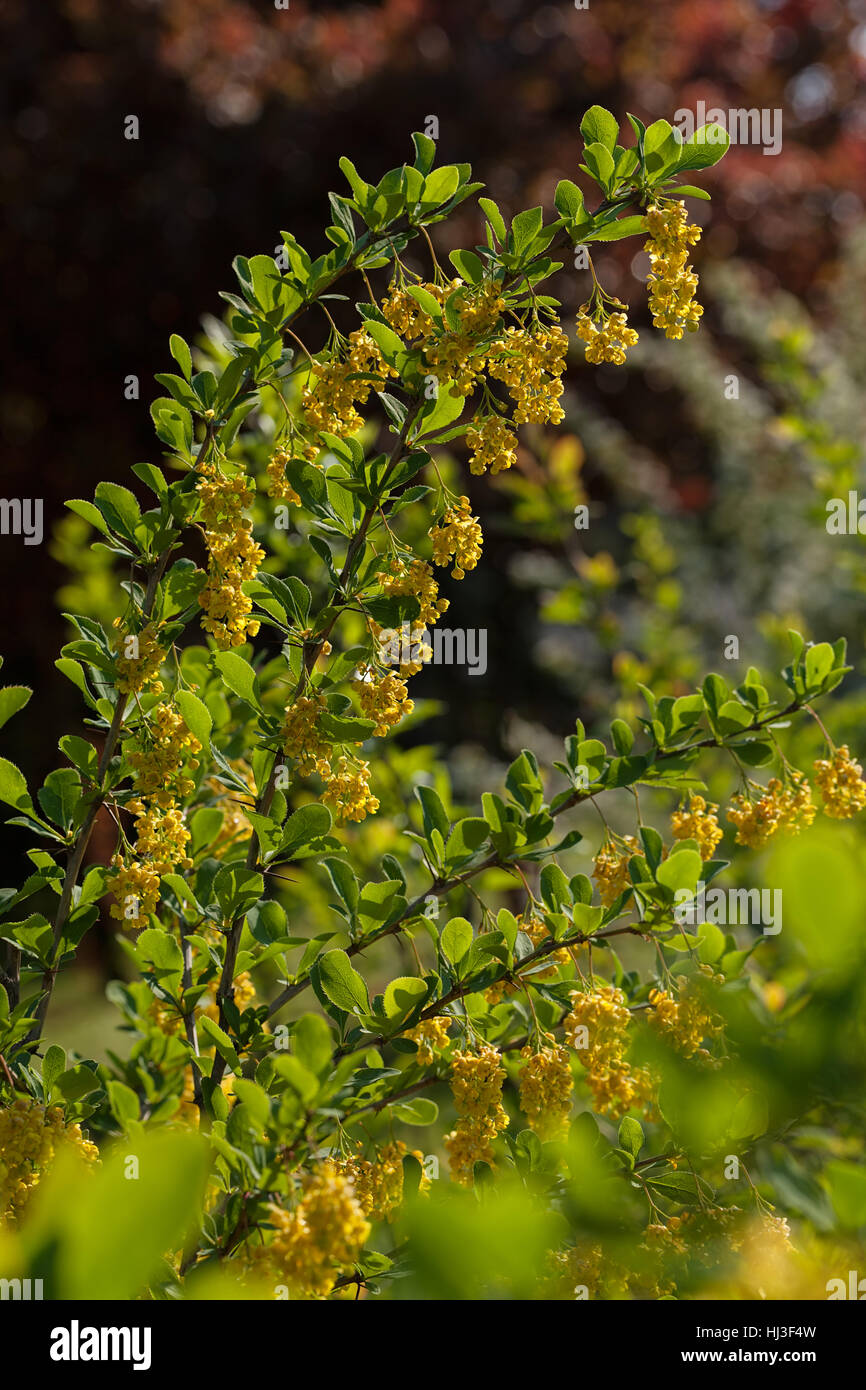 branches of yellow locust in nature, note shallow depth of field Stock ...