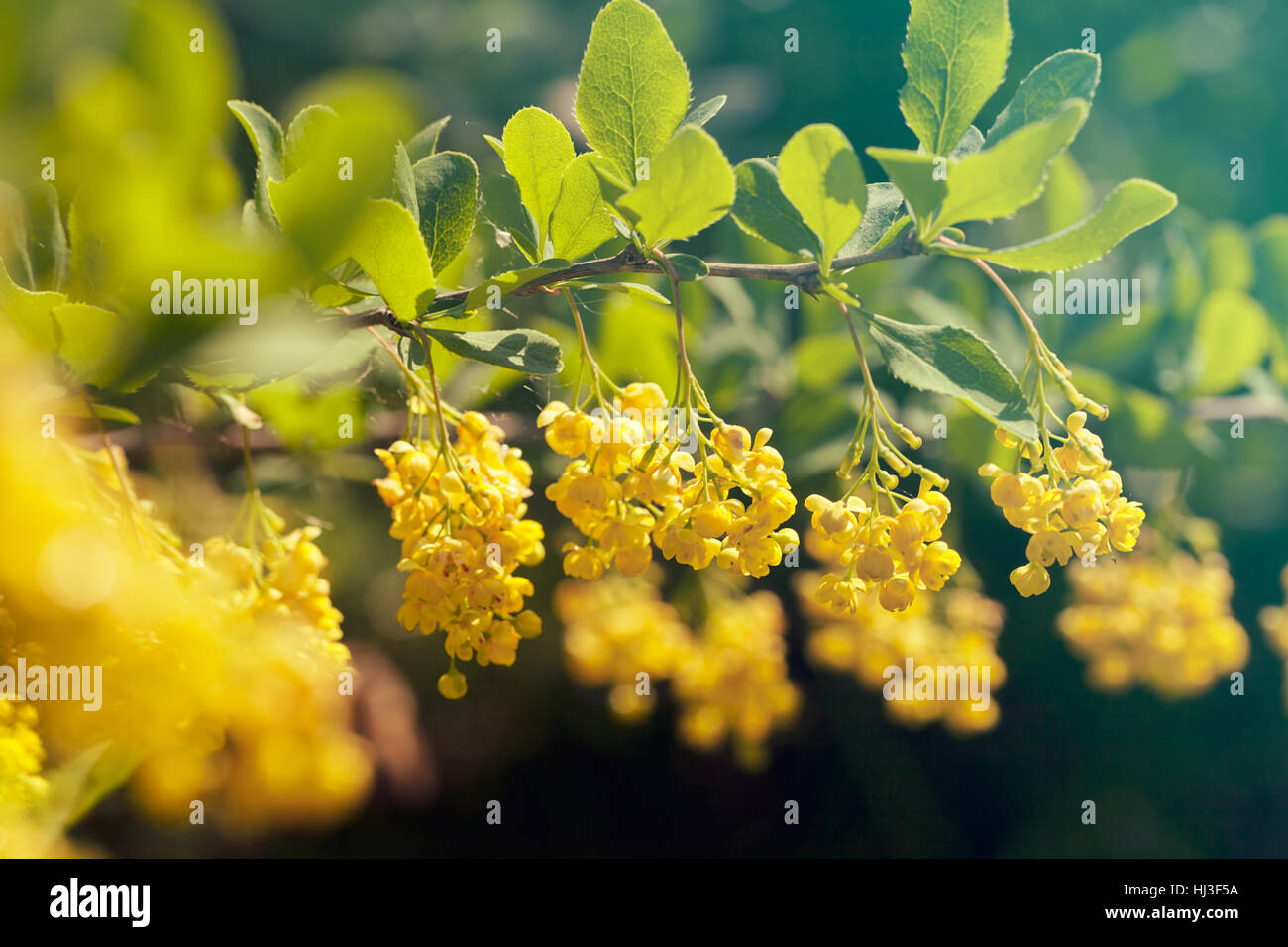 branches of yellow locust in nature, note shallow depth of field Stock ...