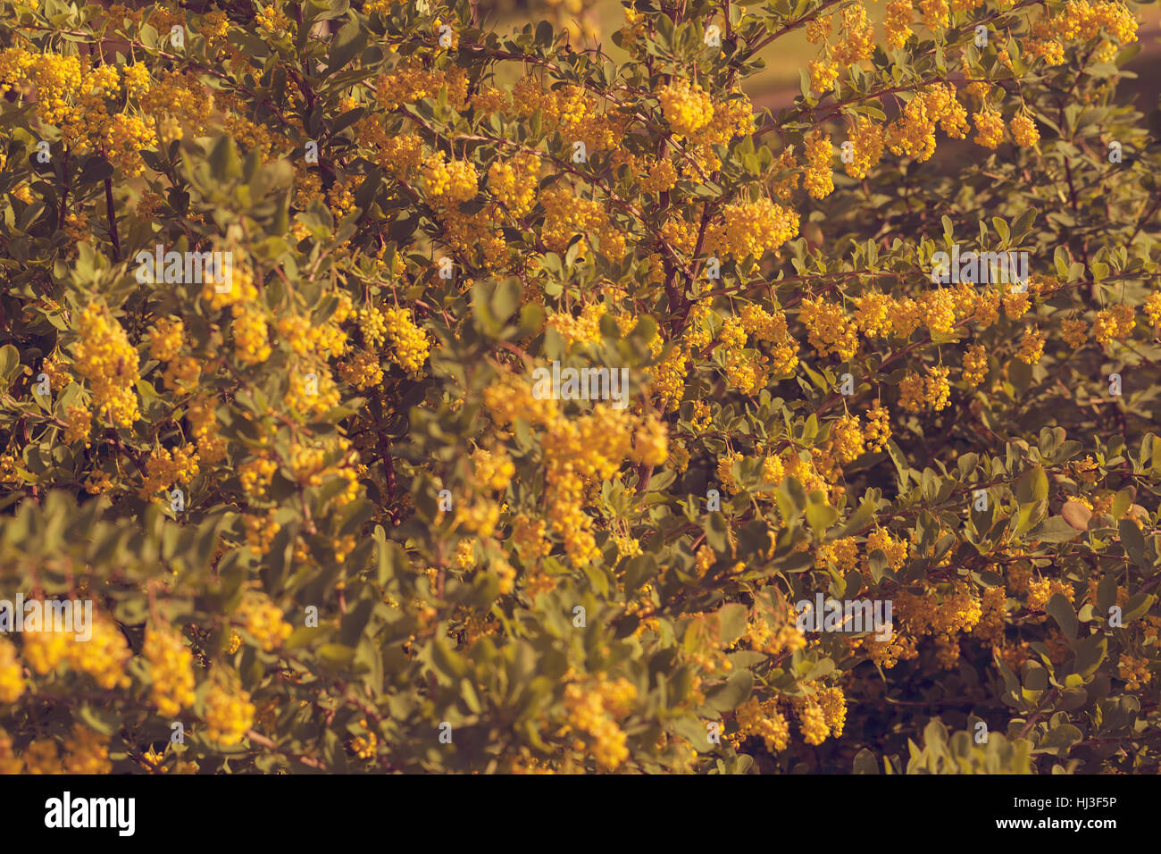 branches of yellow locust in nature, note shallow depth of field Stock ...