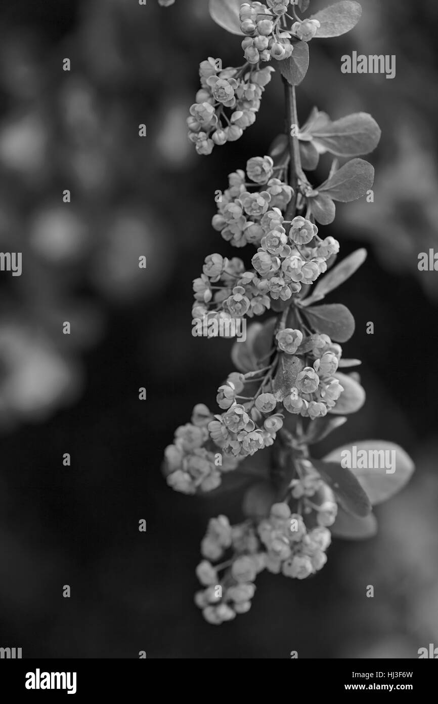 Shallow depth field orange flower Black and White Stock Photos & Images ...