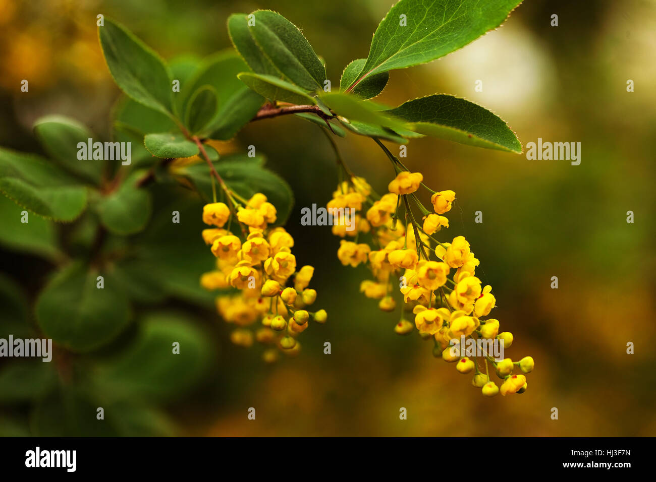 branches of yellow locust in nature, note shallow depth of field Stock ...