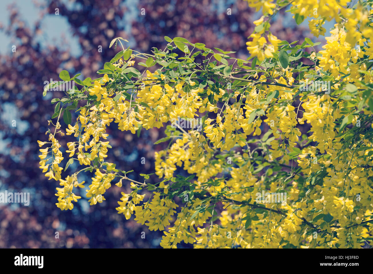branches of yellow locust in nature, note shallow depth of field Stock ...