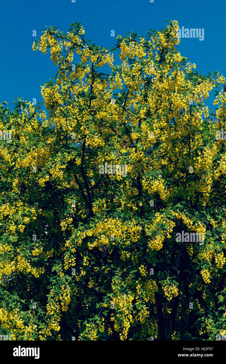 Fruits golden rain tree hi-res stock photography and images - Alamy