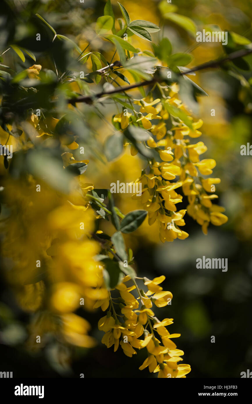 branches of yellow locust in nature, note shallow depth of field Stock ...