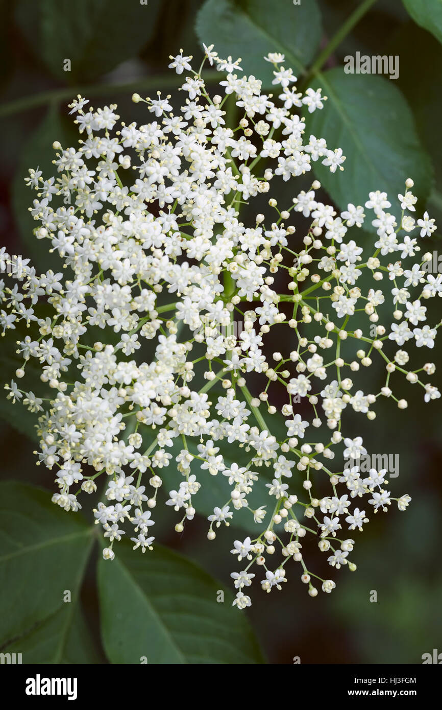 flower called in bloom on the green background, note shallow depth of ...