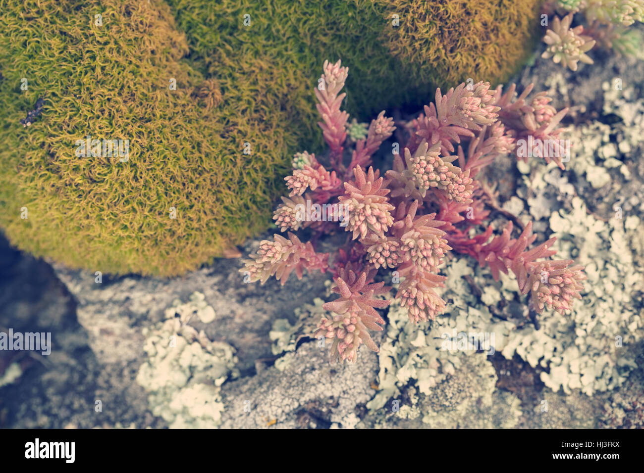 red stonecrop on the stone in nature, note shallow depth of field Stock ...
