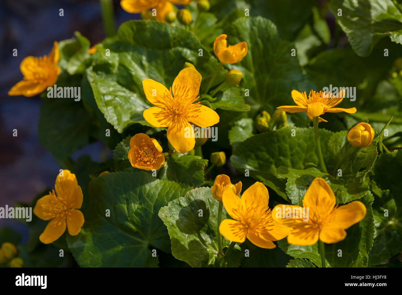 kind of poisonous bush buttercup on mountain, note shallow depth of ...
