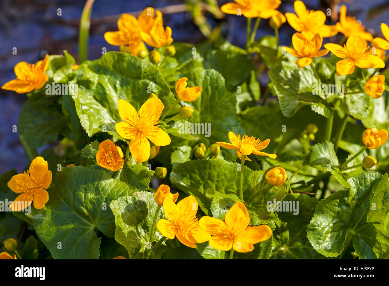 kind of poisonous bush buttercup on mountain, note shallow depth of ...