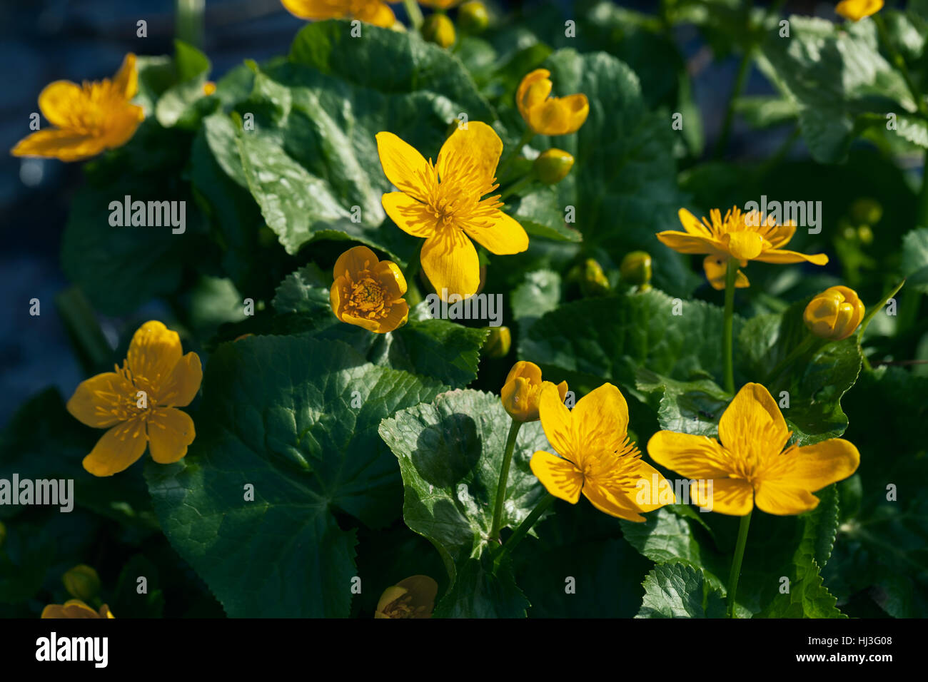kind of poisonous bush buttercup on mountain, note shallow depth of ...
