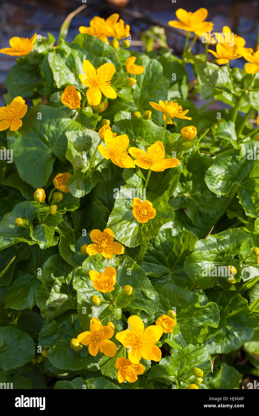 kind of poisonous bush buttercup on mountain, note shallow depth of ...