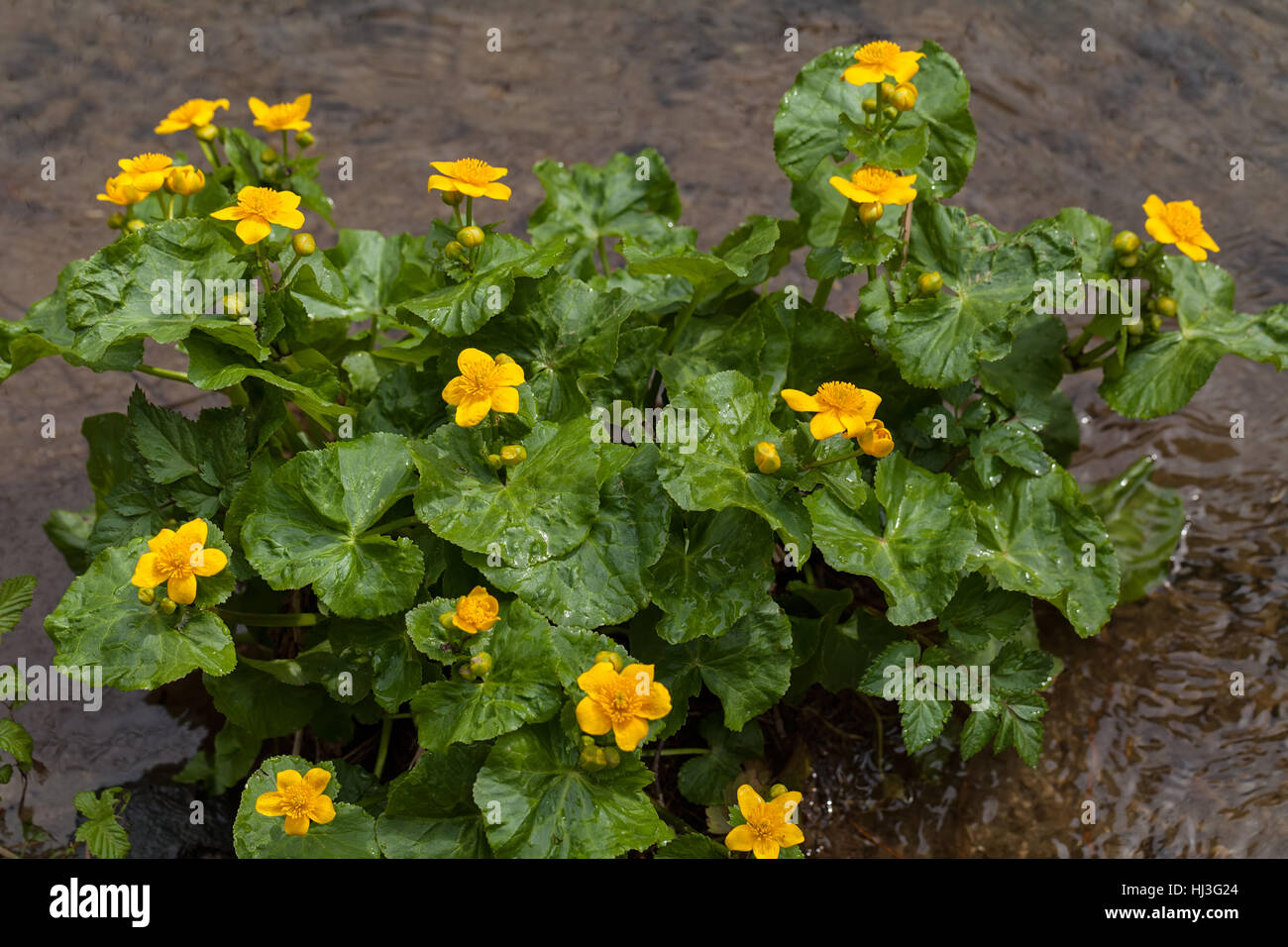 kind of poisonous bush buttercup on mountain, note shallow depth of ...