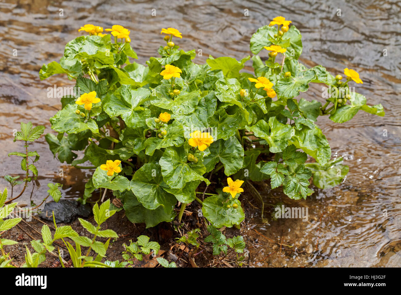 kind of poisonous bush buttercup on mountain, note shallow depth of ...