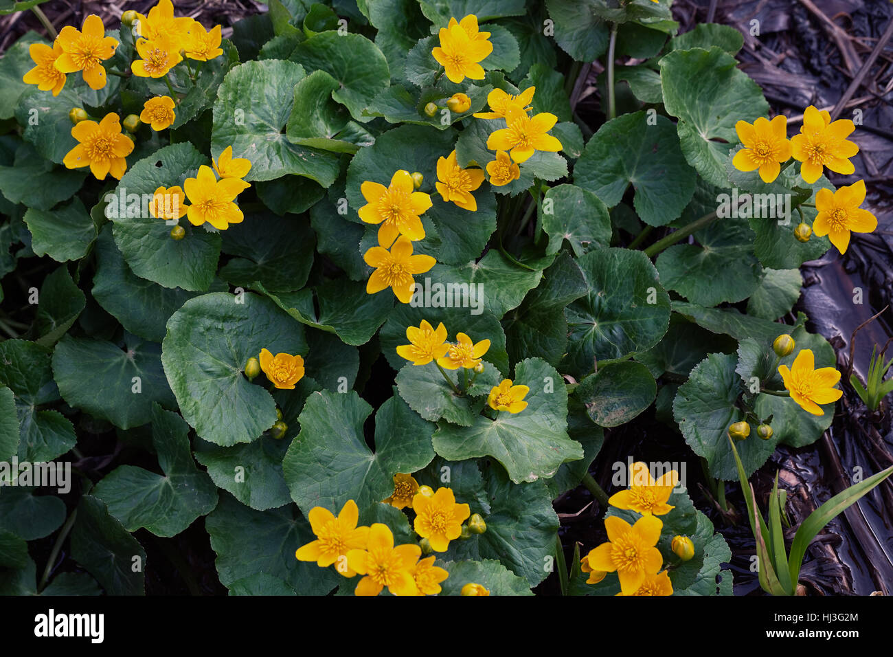 kind of poisonous bush buttercup on mountain, note shallow depth of ...