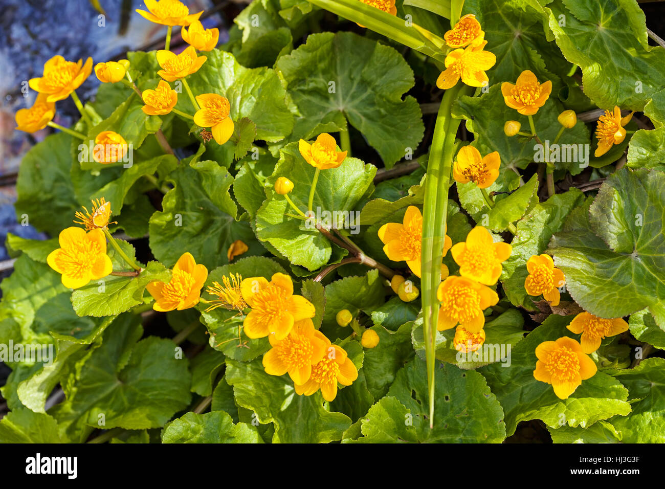 kind of poisonous bush buttercup on mountain, note shallow depth of ...