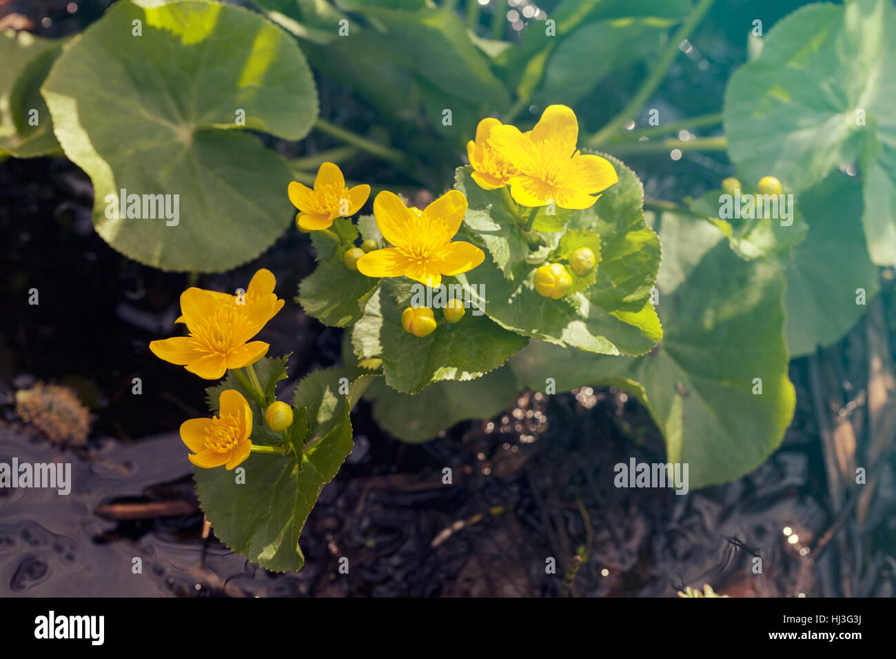 kind of poisonous bush buttercup on mountain, note shallow depth of ...