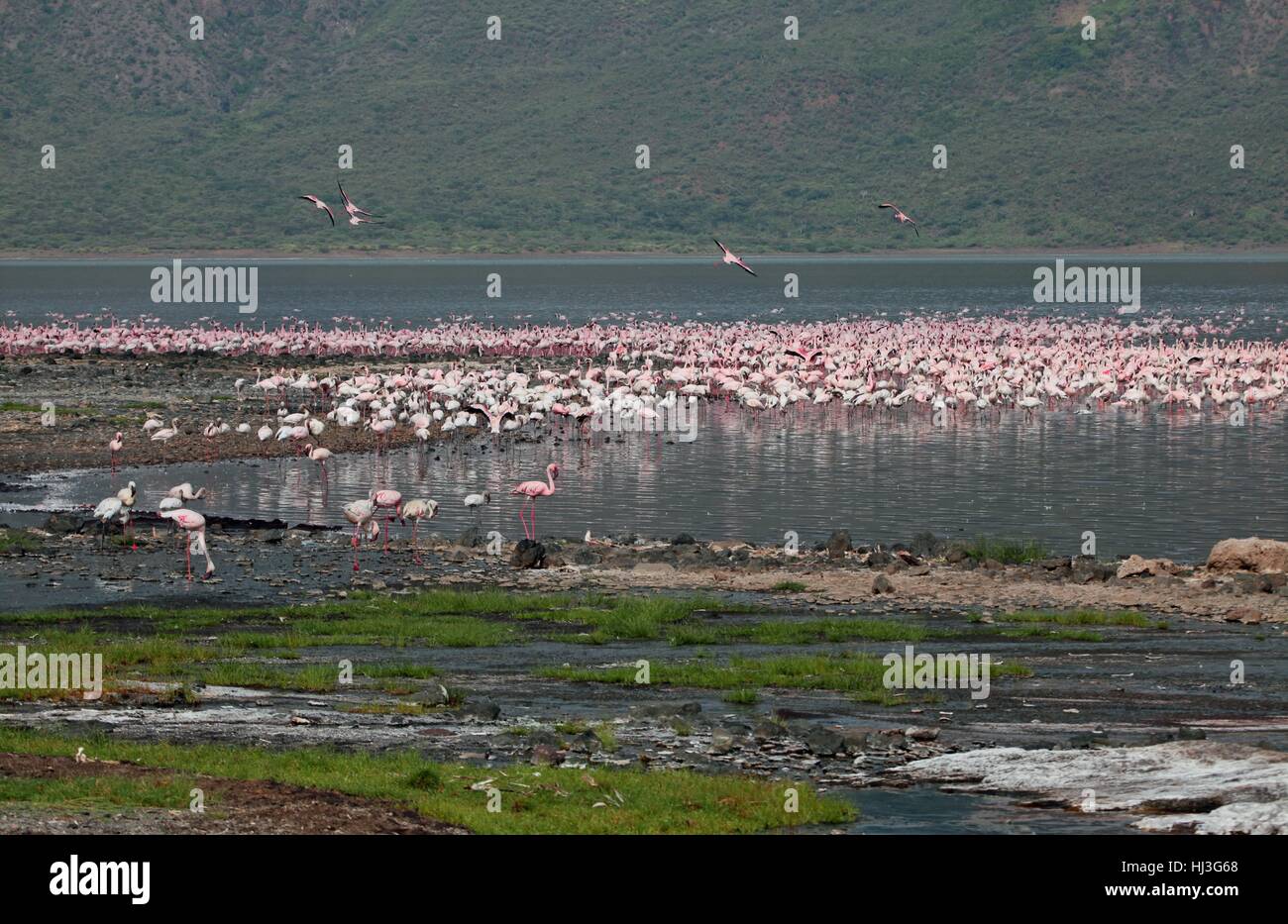 flamingos at lake bogoria Stock Photo - Alamy