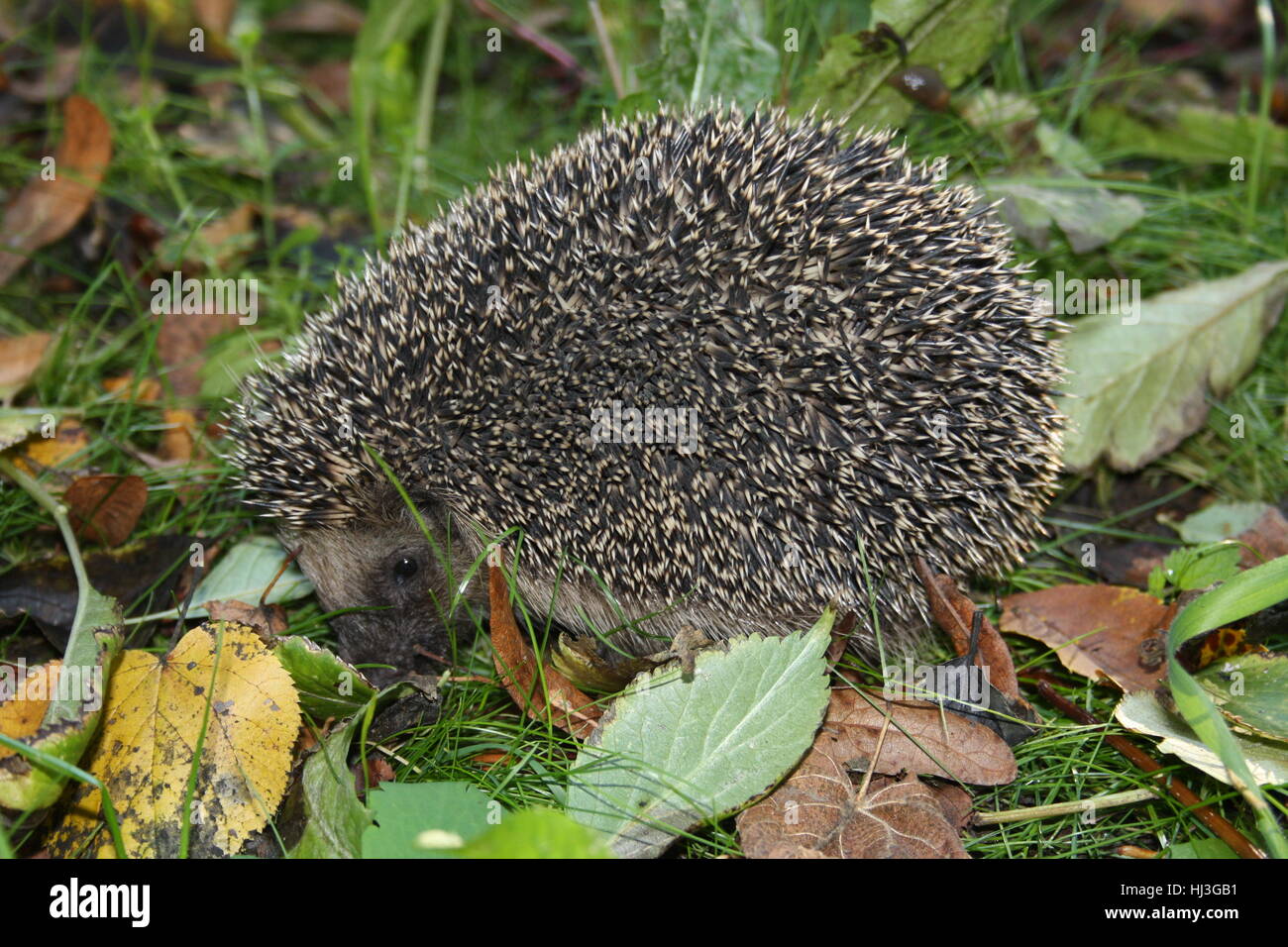 leaves, hedgehog, nature, leaves, hedgehog, nature, stacheltier ...