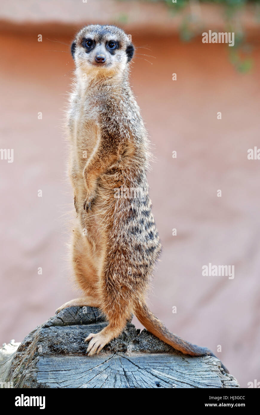 animal, skin, safari, sweet, feather, meerkat, meerkats, animal, skin ...