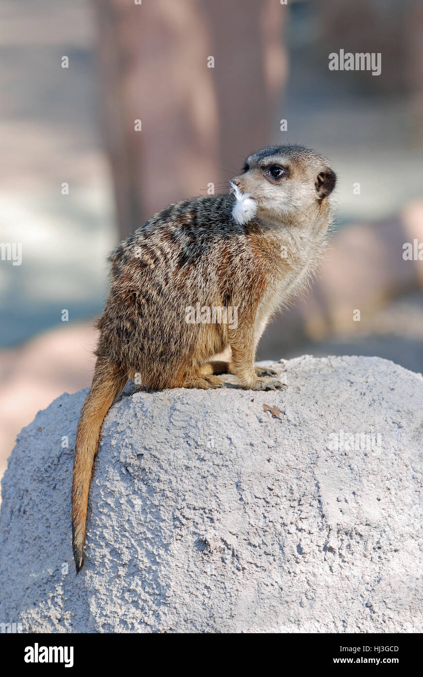 animal, skin, safari, sweet, feather, meerkat, meerkats, animal, skin ...