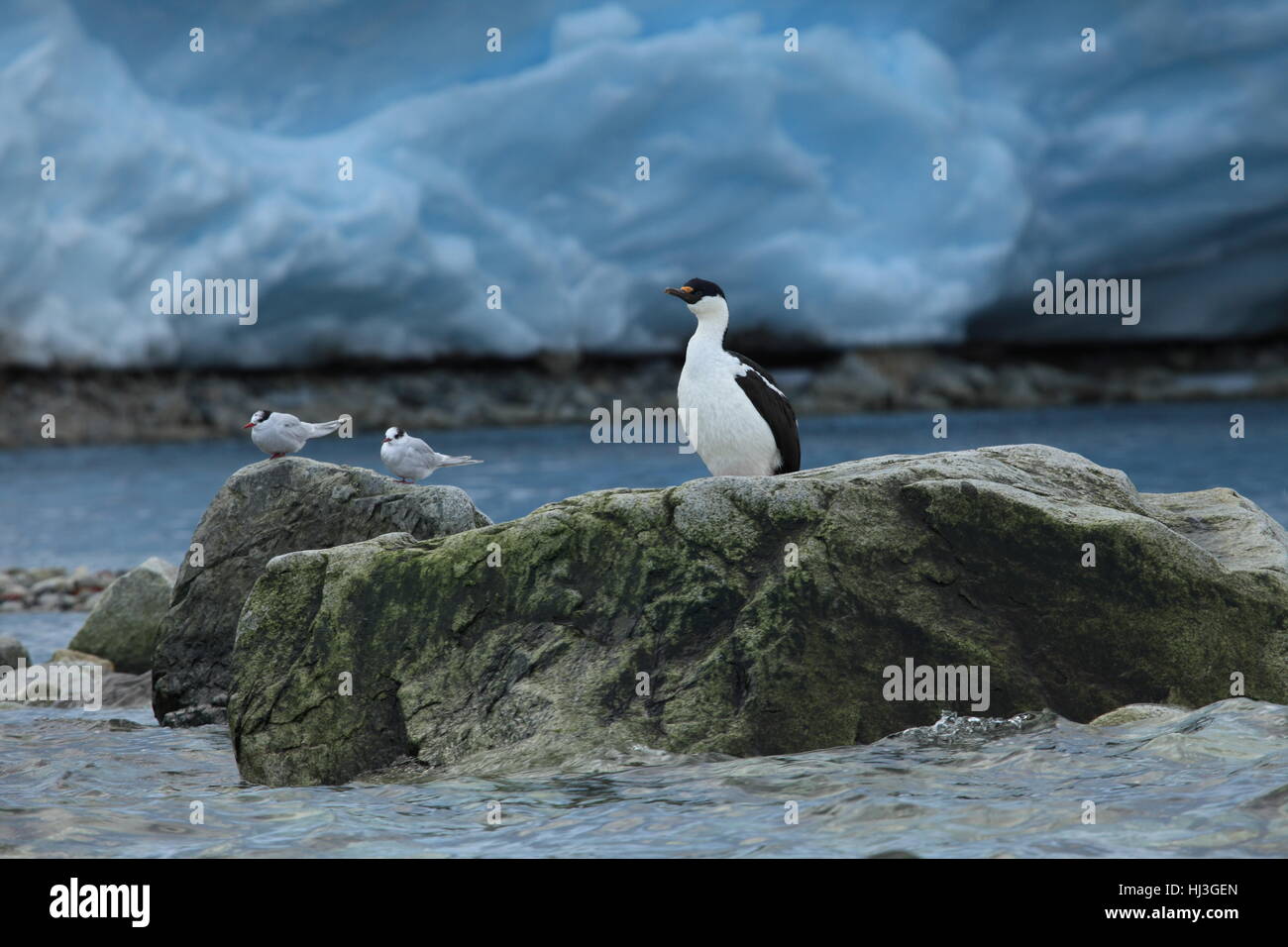 Birds mating silhouette hi-res stock photography and images - Alamy