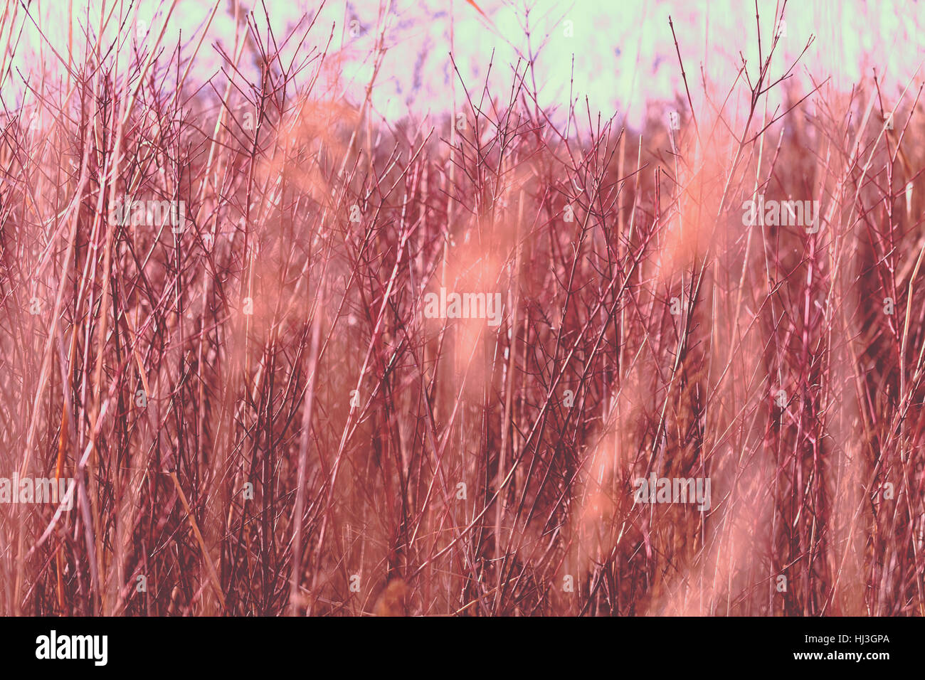 High dry reed in the swamp, note shallow depth of field Stock Photo - Alamy