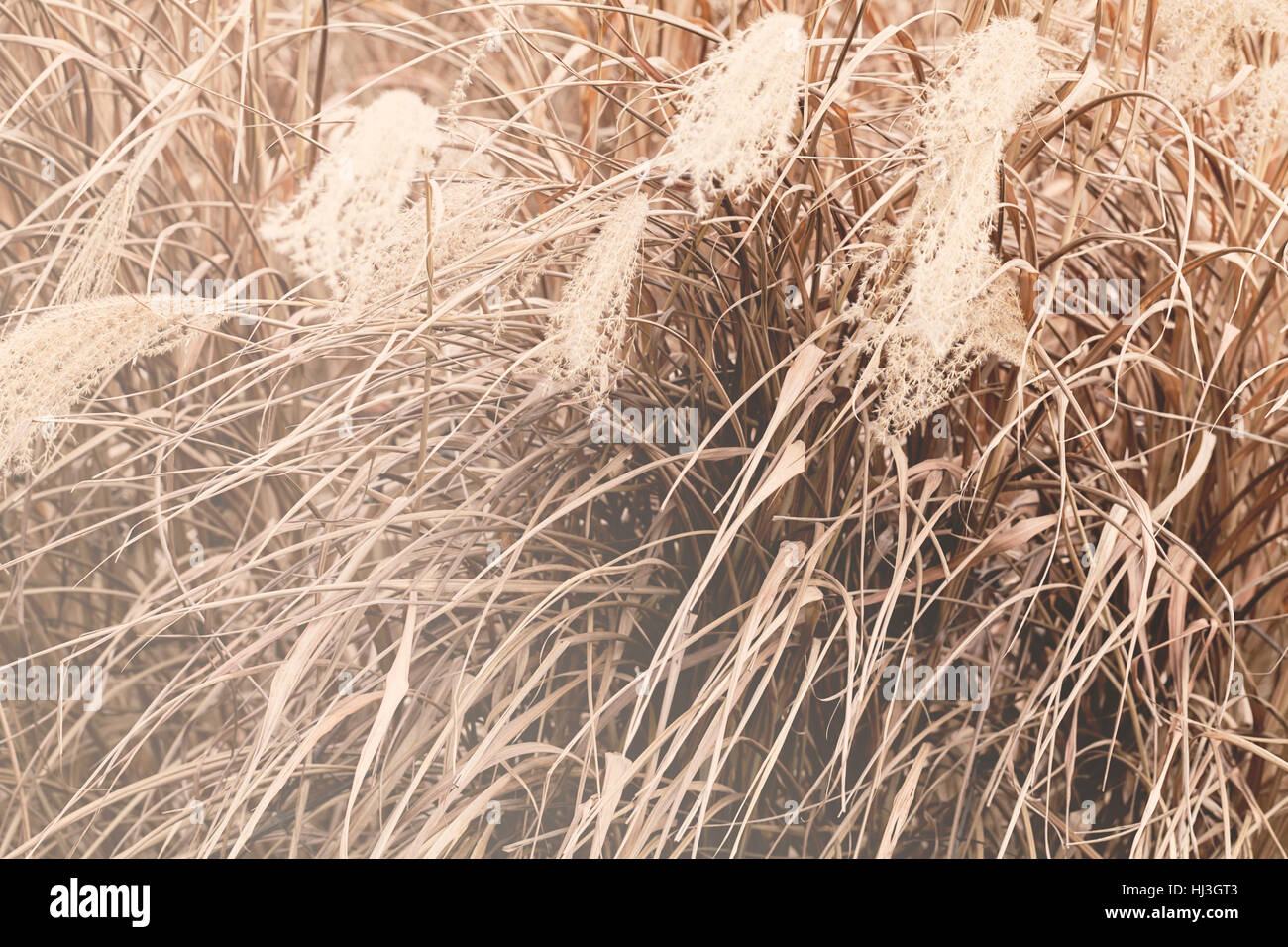 High dry reed in the swamp, note shallow depth of field Stock Photo - Alamy
