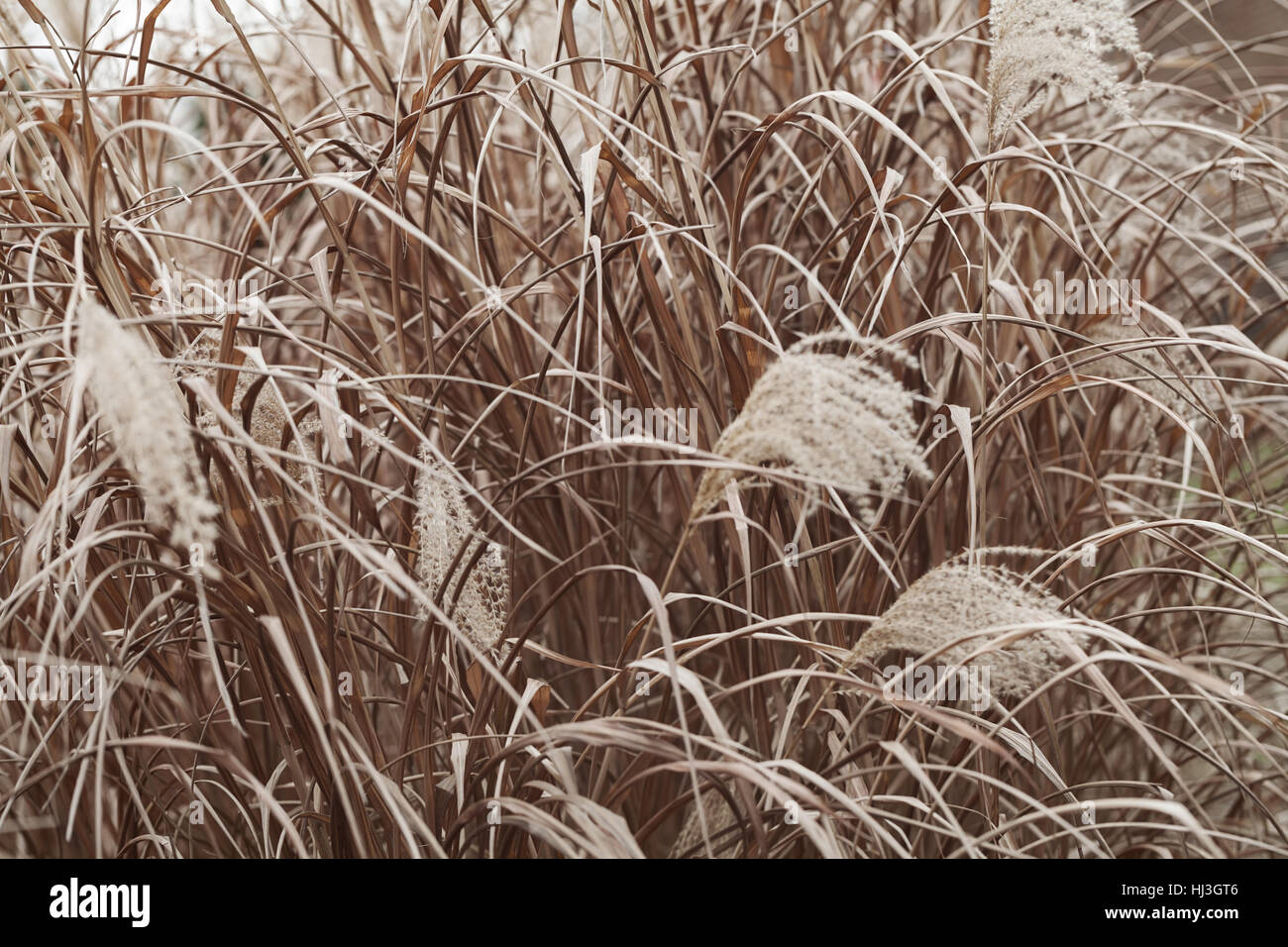 High dry reed in the swamp, note shallow depth of field Stock Photo - Alamy