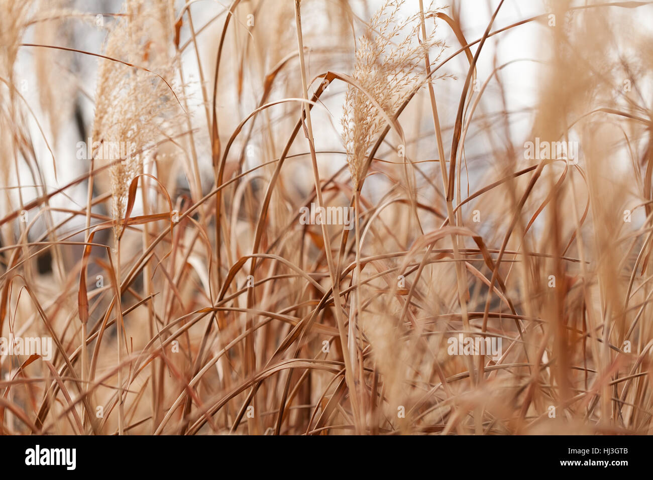 High dry reed in the swamp, note shallow depth of field Stock Photo - Alamy