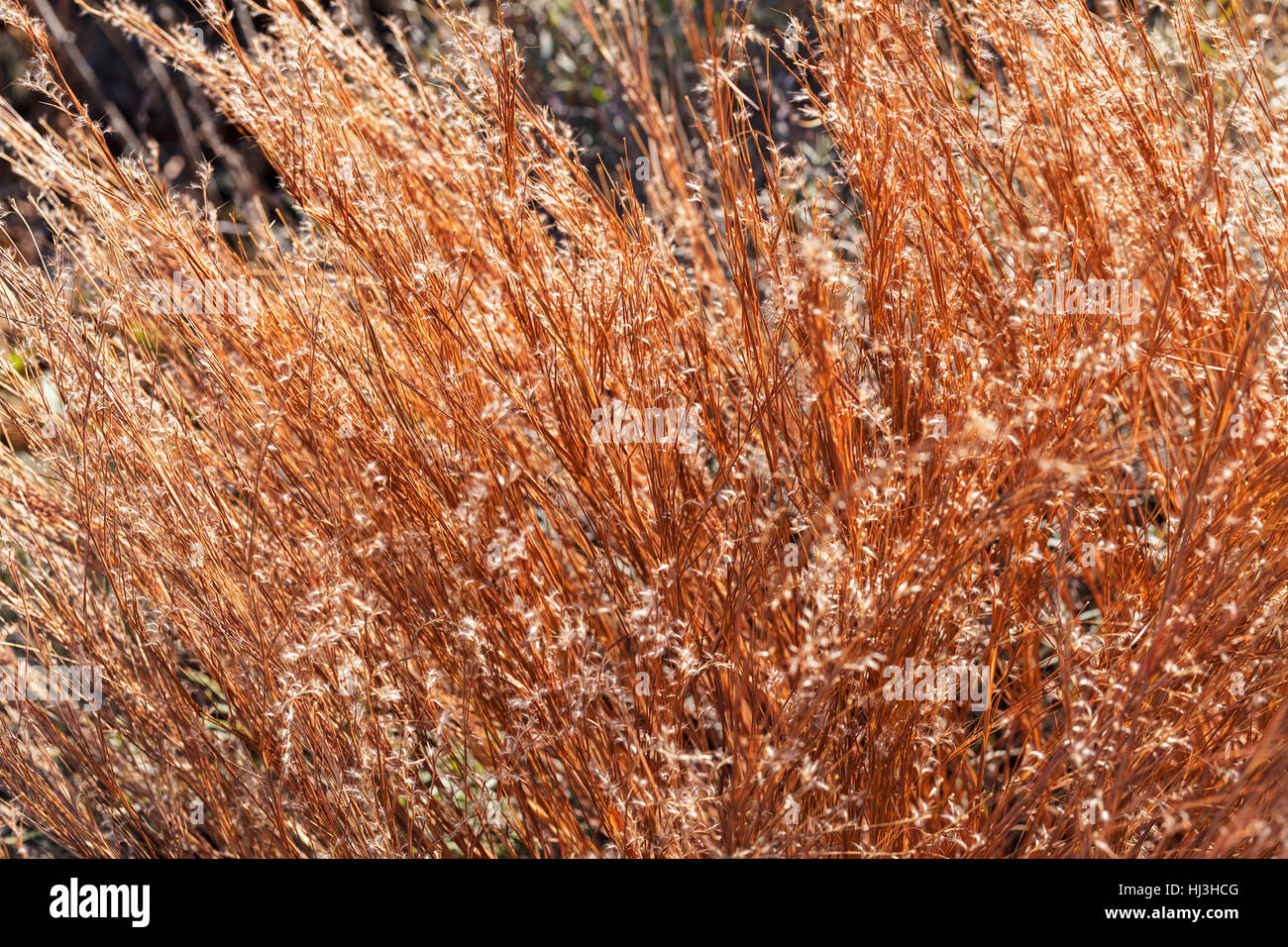 reddish dry tall grass in nature, note shallow depth of field Stock ...