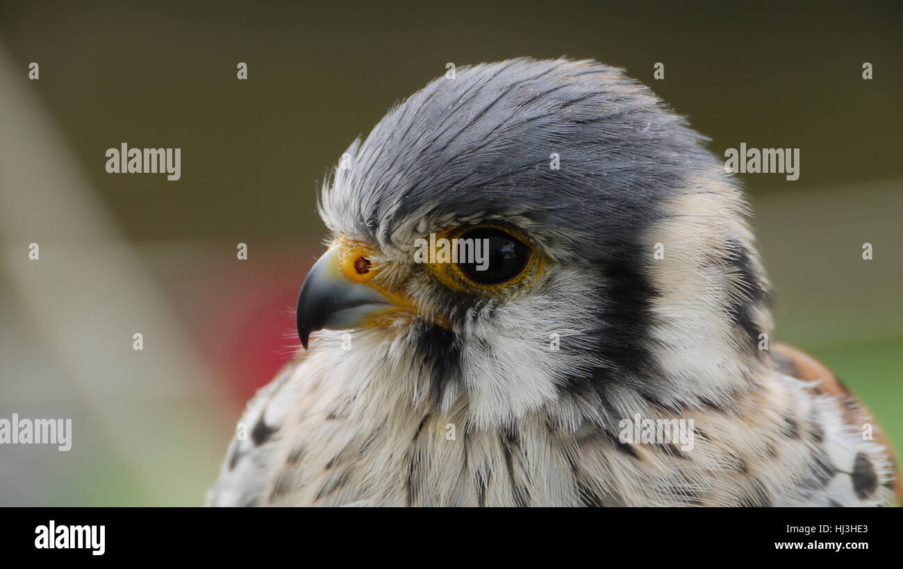 bird, birds, falcon, raptor, birds of prey, feathers, grey, gray, bird ...