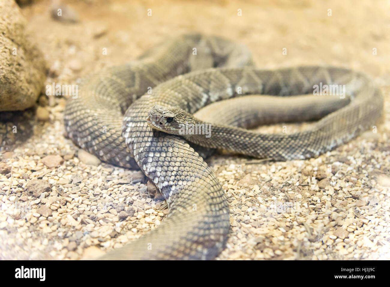 Spider snake hi-res stock photography and images - Alamy