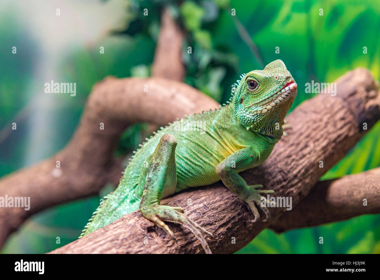 Chinese water snake hi-res stock photography and images - Alamy