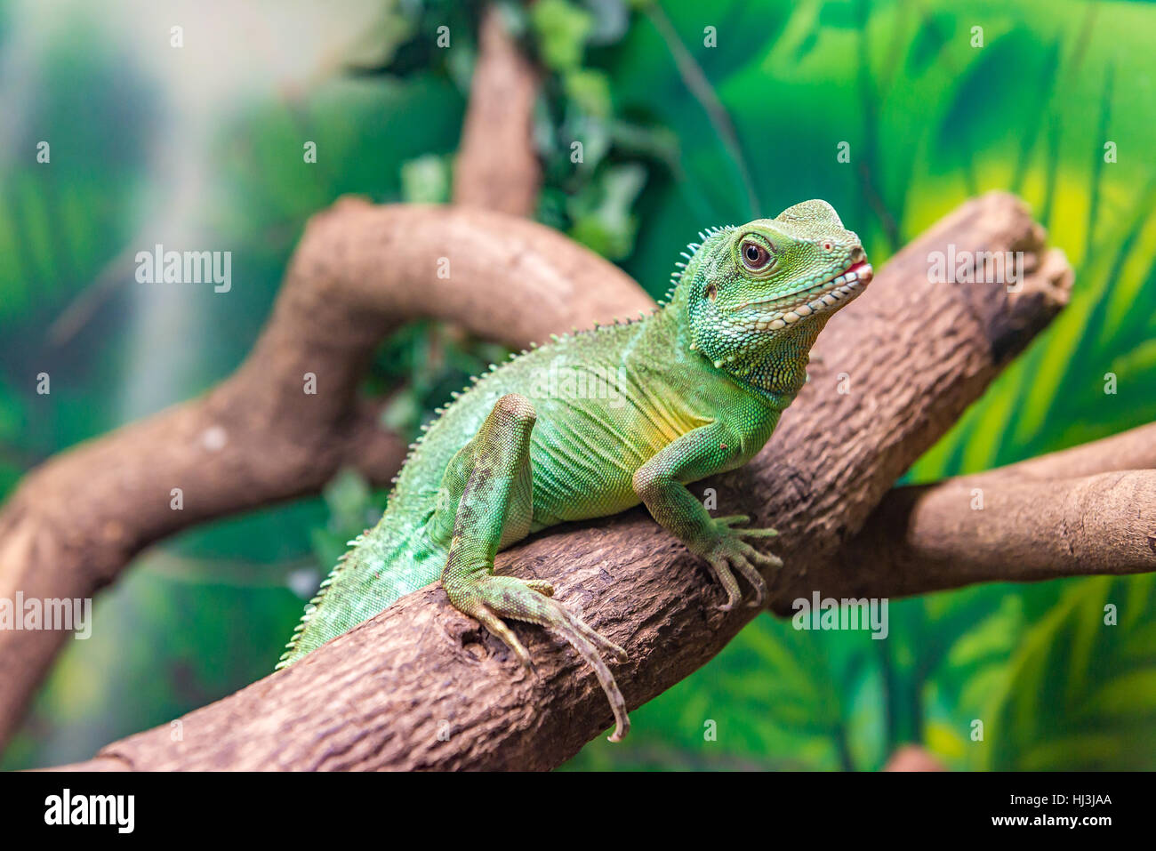 Chinese Water Dragon (Physignathus cocincinus) slithering on a branch ...