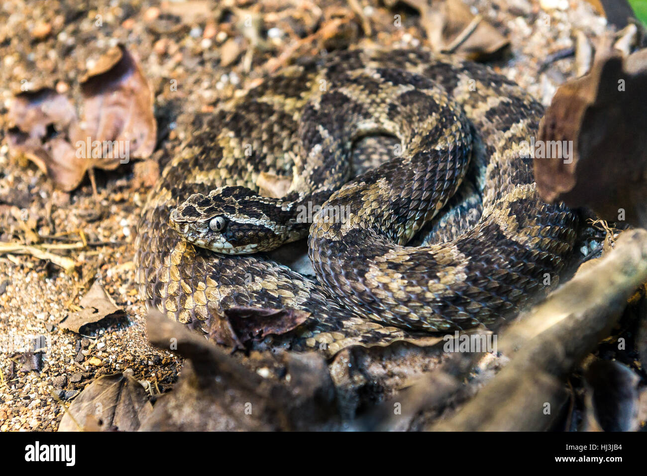 Caatinga Lancehead snake (Bothrops Erythromelas) slithering on the bare ...