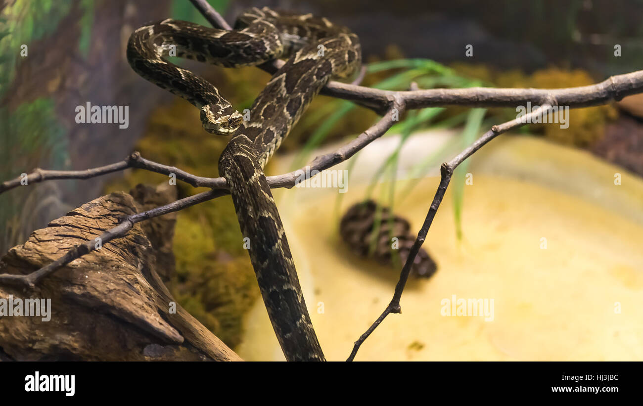 Fonseca's Lancehead snake (Bothrops Fonsecai) slithering on a bare ...