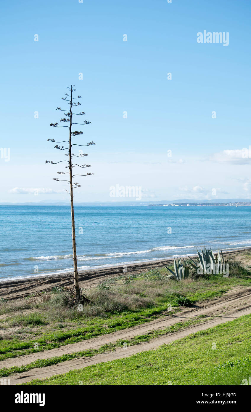 a lonely tree at the beach Stock Photo - Alamy