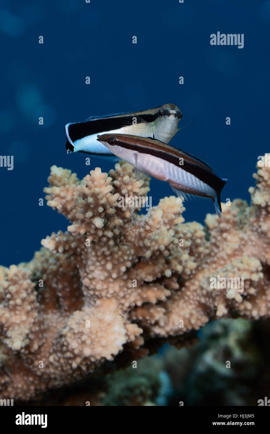 Labroides hi-res stock photography and images - Alamy