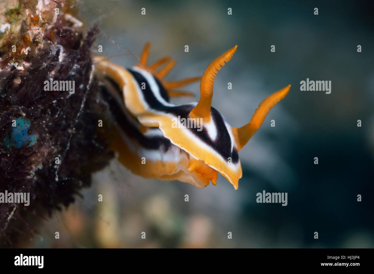 Underwater close-up photo of Pyjama slug on the reef surface Stock ...