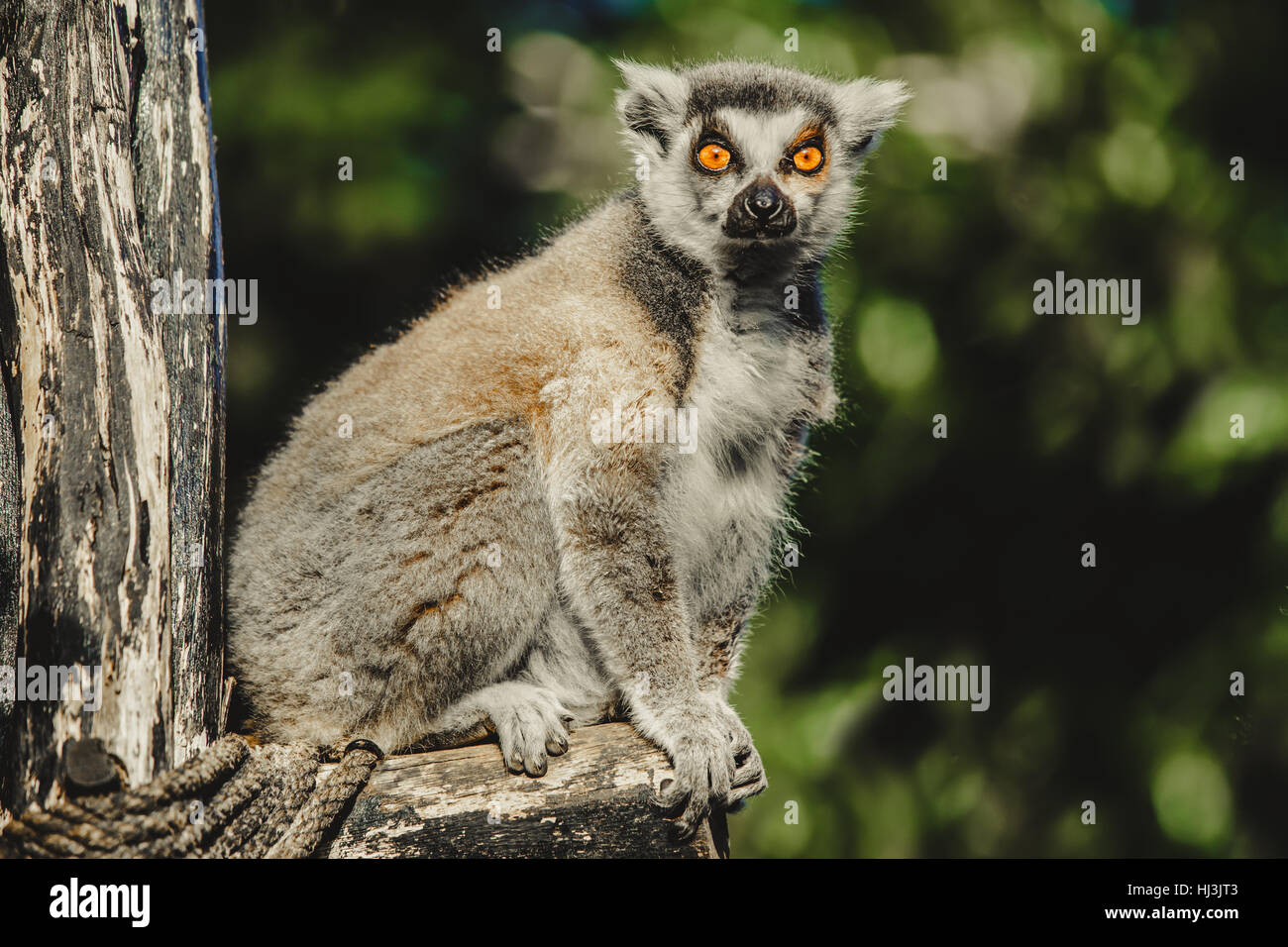 Angry lemur hi-res stock photography and images - Alamy