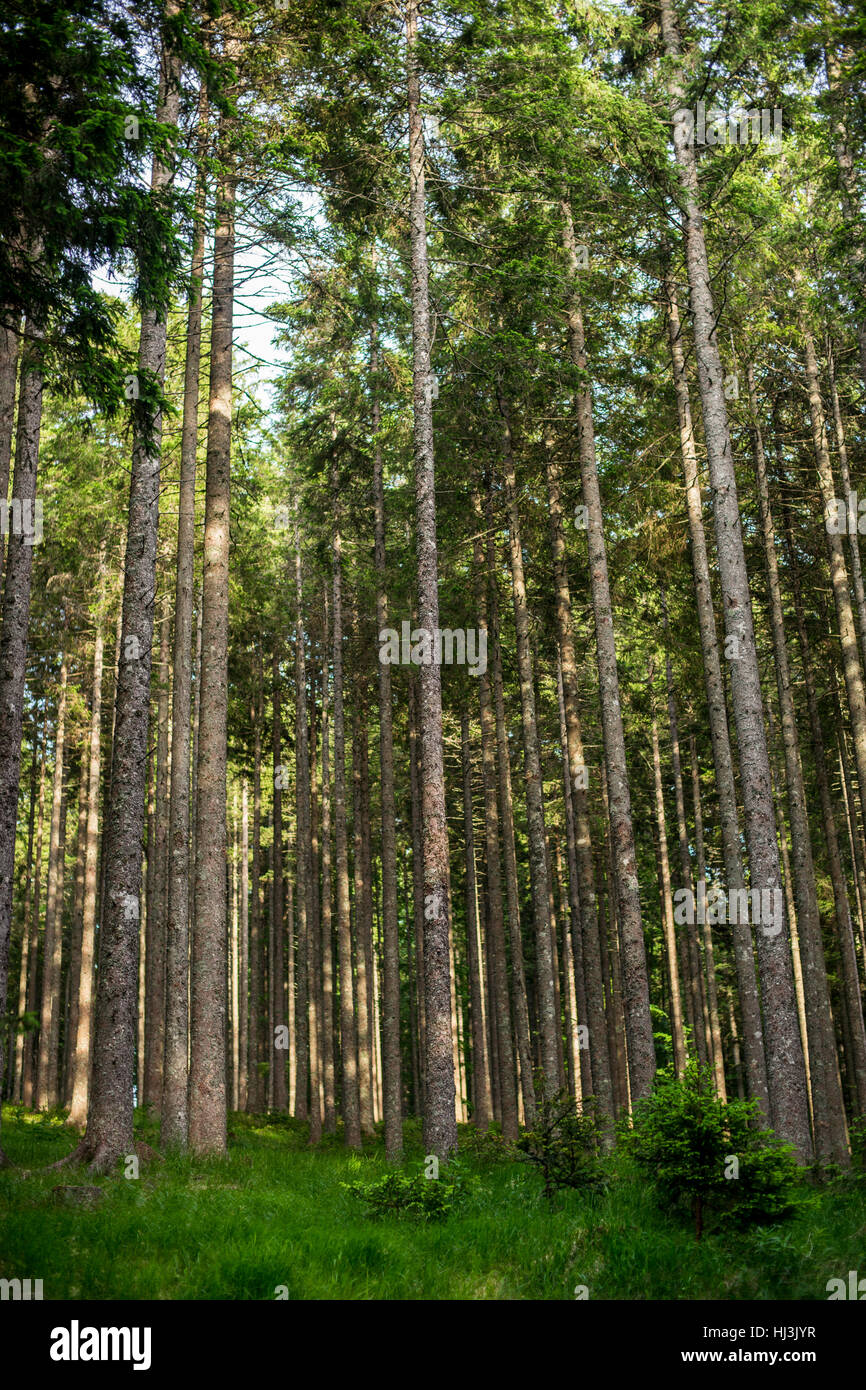 Healthy spruce forest hi-res stock photography and images - Alamy