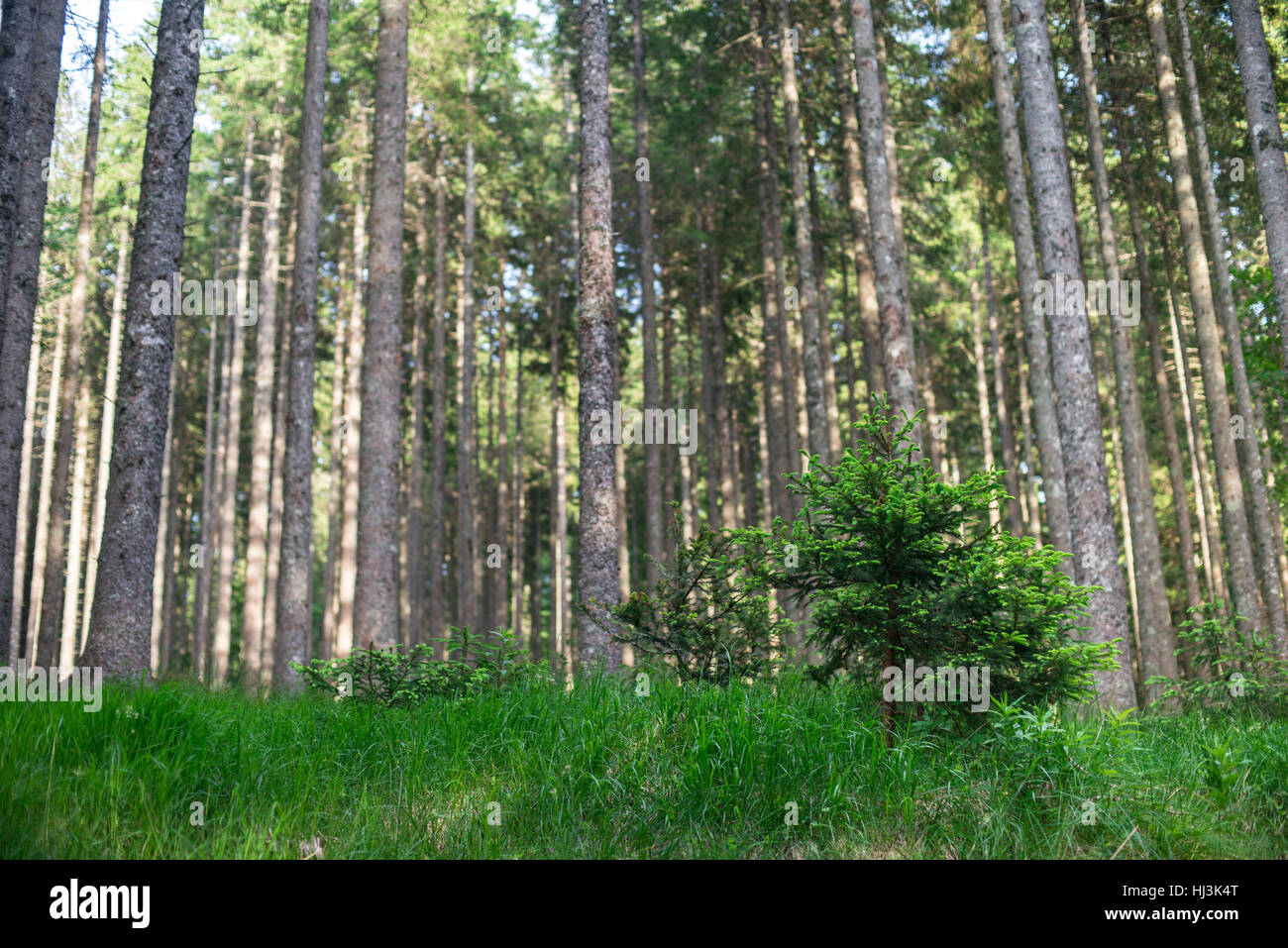 Healthy spruce forest hi-res stock photography and images - Alamy