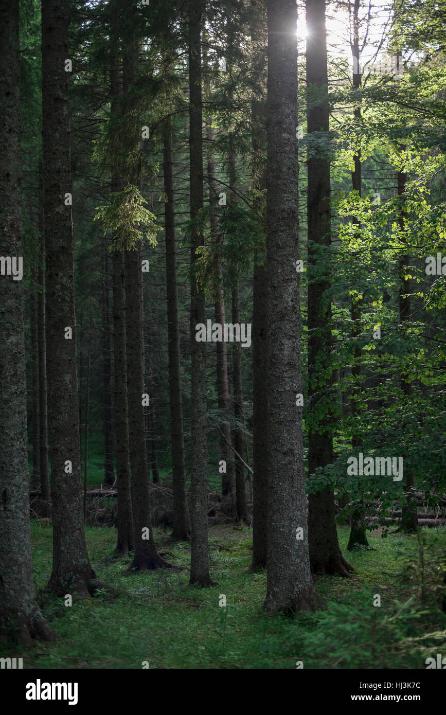 spruce tree forest Stock Photo - Alamy